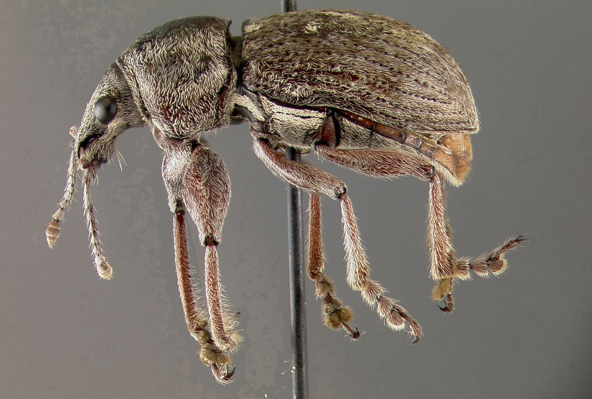 Galapaganus conwayensis